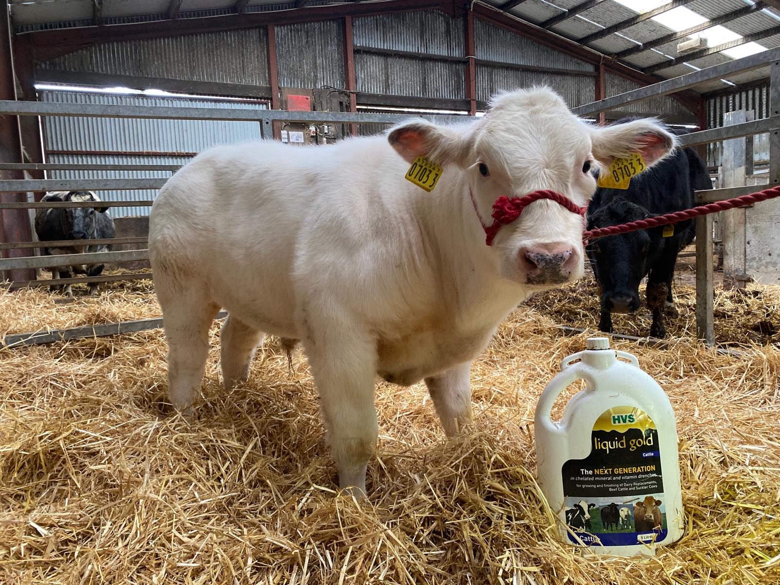 HVS Liquid Gold Cattle: Unleash Genetic Potential - HVS Liquid Gold