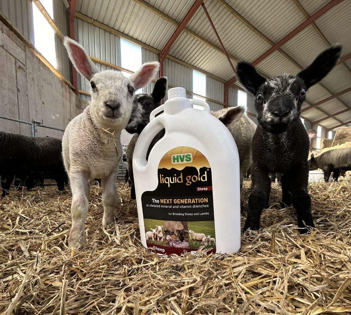 HVS Liquid Gold Sheep - Unlock your flocks full potential - HVS Liquid Gold